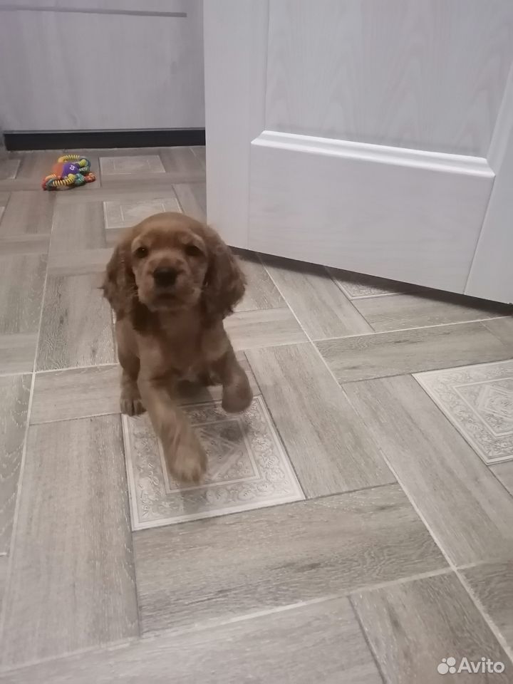 Кокер спаниель английский