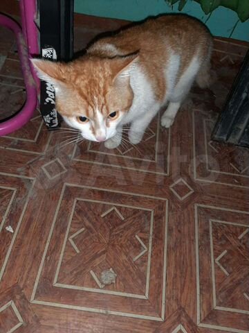 Котик рыжий