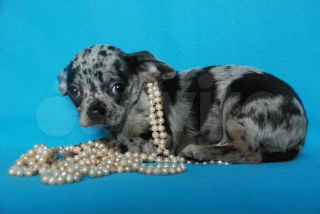 Чихуахуа голубой Мерле (мрамор)