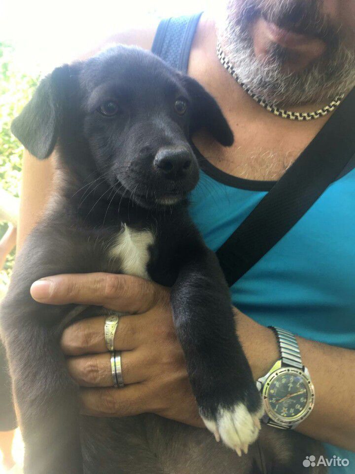 Щенок коротколапик Чара 3 мес