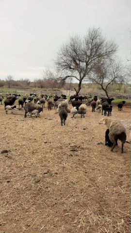 Бараны И овцы