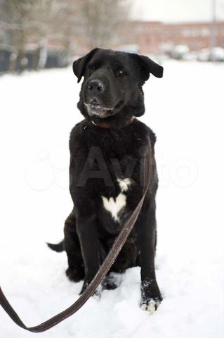 Пес с ангелом на груди