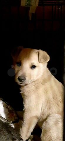 Щеночки ищут дом