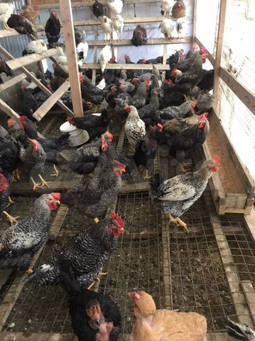 Петухи,Куры,Утки,Индейки,Кролики,Гуси