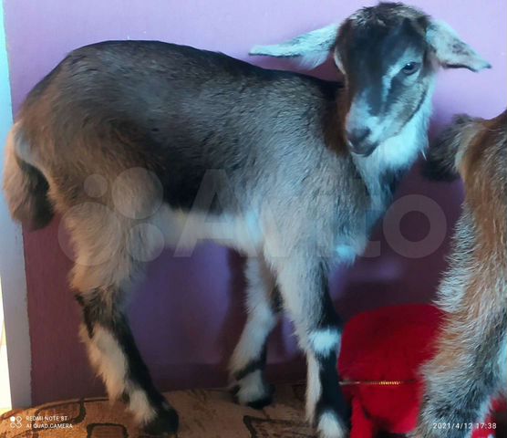 Козочка Альпийская