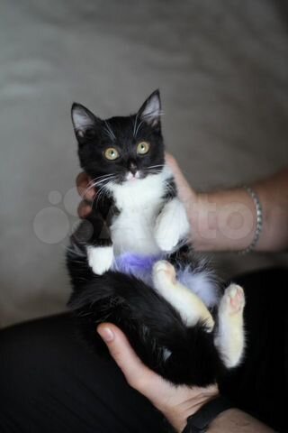 Мини Мусенька в добрые руки