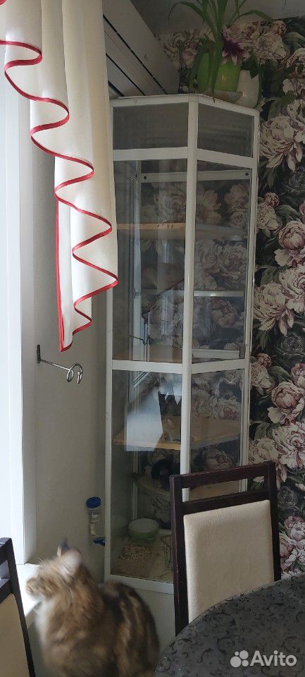 Продам шиншилл с витриной