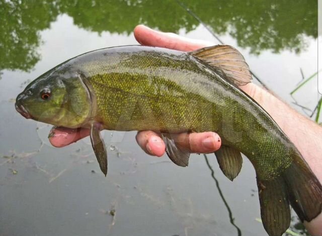 Рыба для зарыбления