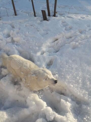 Вязка сибирский хаски