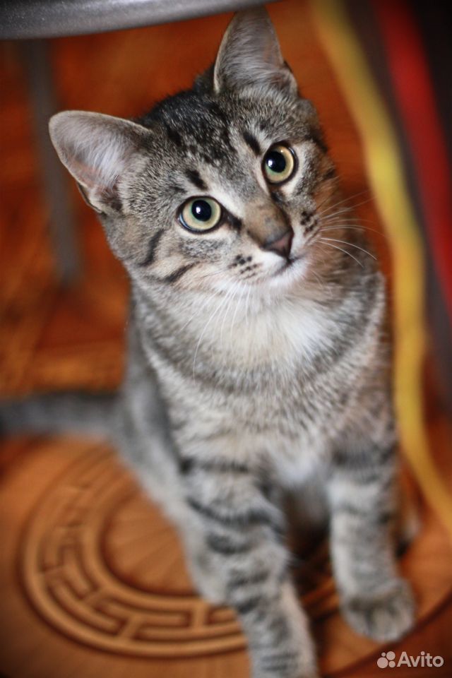 Котенок