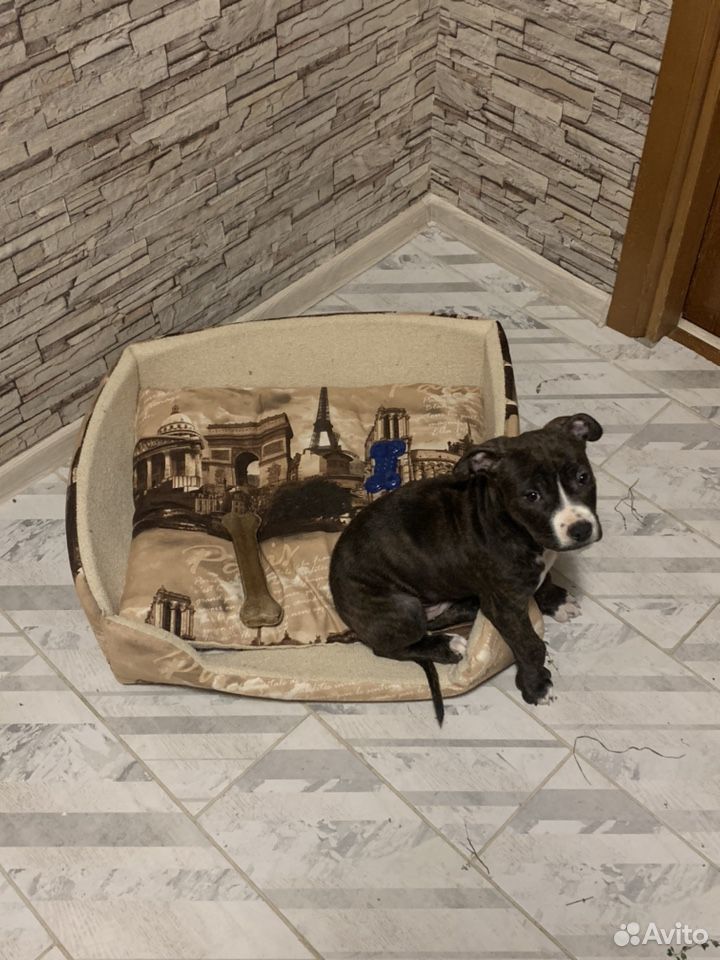 Стаффордширский терьер