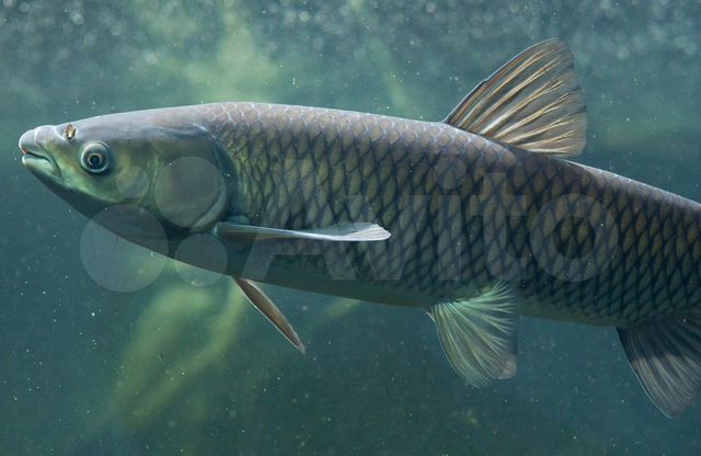 Белый амур, живая рыба, очищает пруд