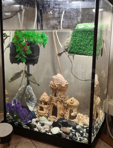 Отдам двух красноухих черепашек с аквариумом