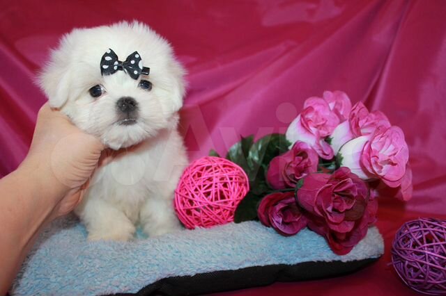 Очаровательный мальчик мальтезе 3 мес