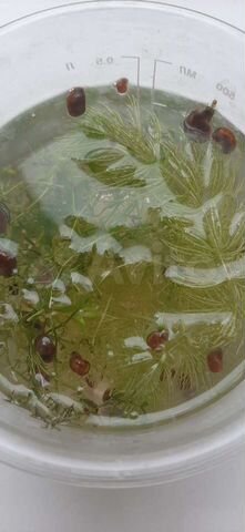 Отдам улиток