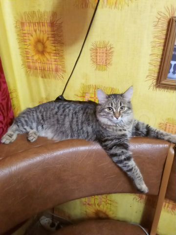 Котёнка с окрасом Мэйн-Куна в дар