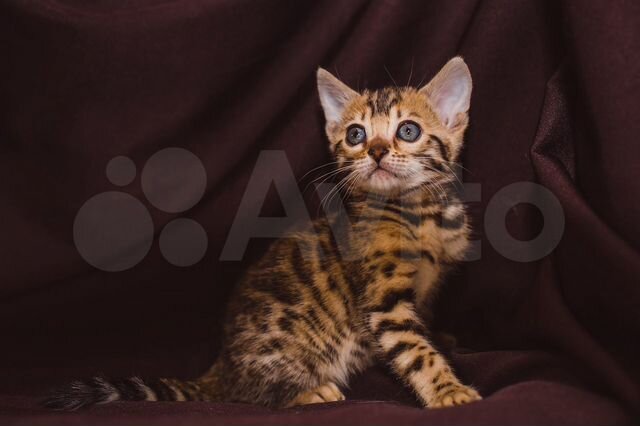 Бенгальская кошка