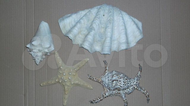 Раковины морские для аквариума декоративные разные