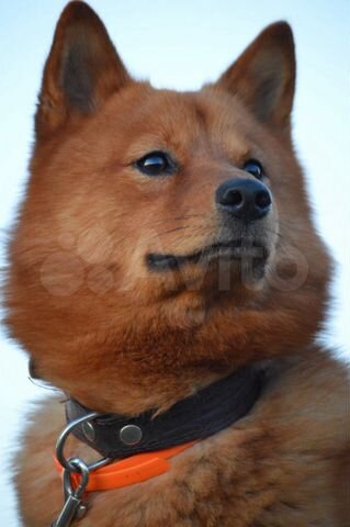 Щенки карело-финской лайки (фш)