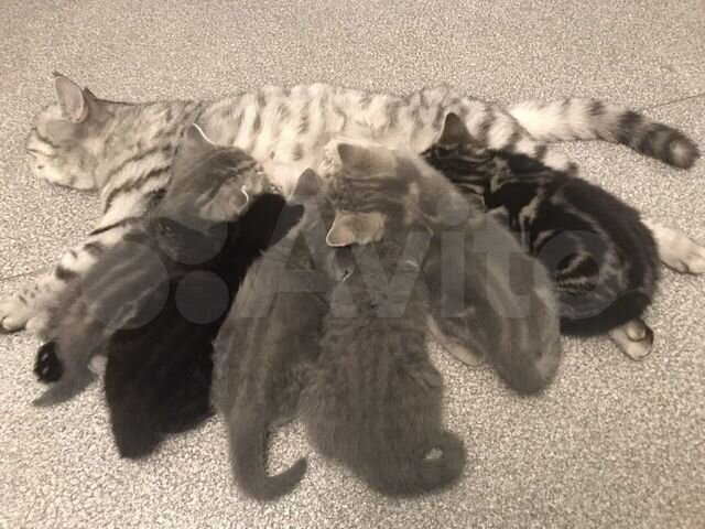 Британская