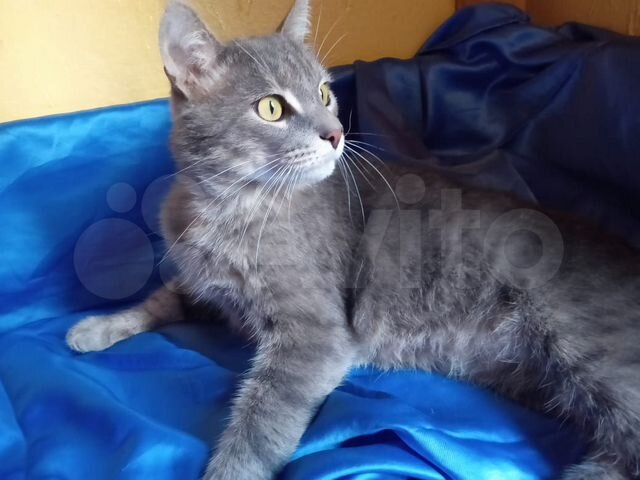 Кот