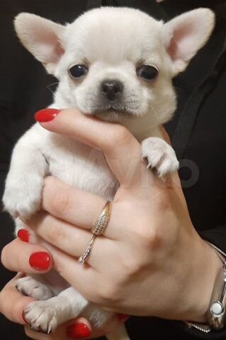 Щенки чихуахуа