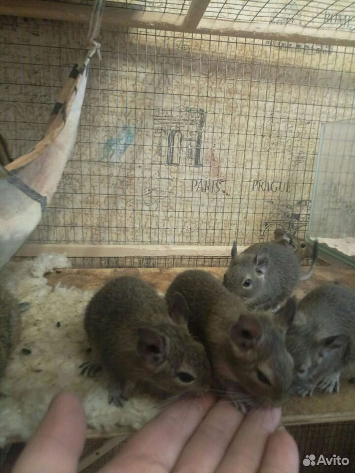 Белочки Дегу