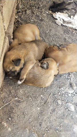 Собаки бесплатно в добрые руки щенки