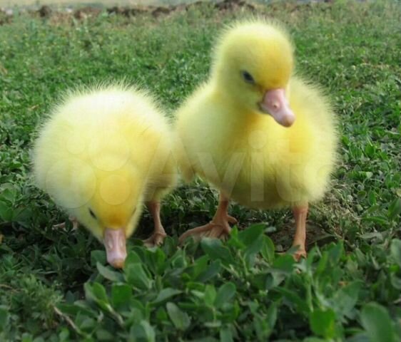 Гусята суточные,доставка