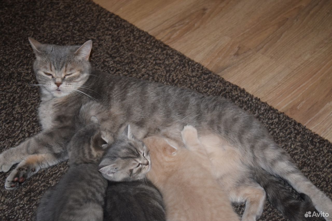 Продаются шотландские котята