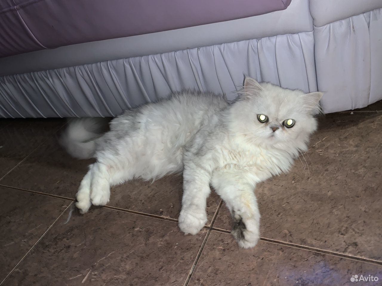 Кот на вязку