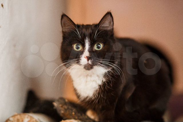 Молодой котик Маркиз 8 месяцев