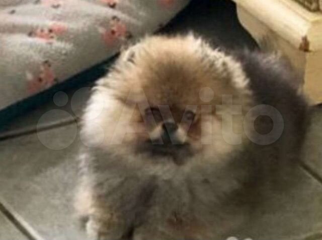 Детки готовы шпицулята