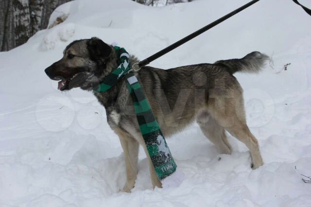 Большой и добрый пёс из приюта в вольер