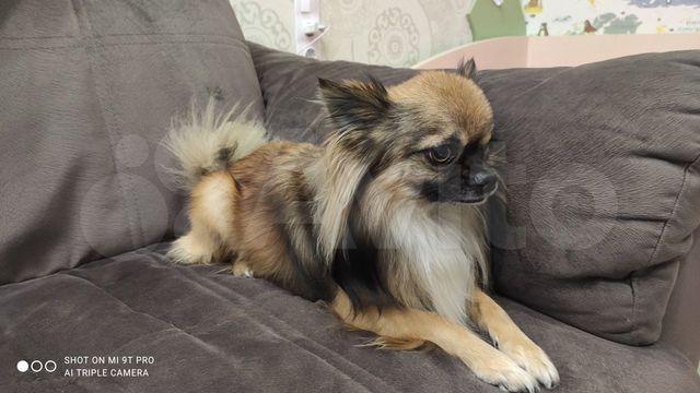 Отдам мальчика Чихуахуа в хорошие руки