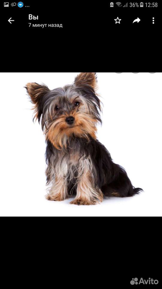 Йоркширский терьер