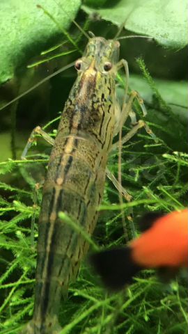 Креветки Амано, Дрейссены и Хелены