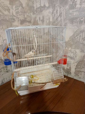 Волнистый попугай с клеткой