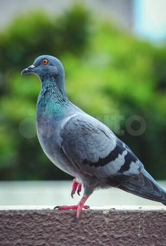 Продажа николаевских голубь