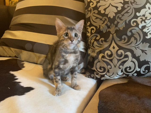 Чаузи ф2 кошечка Голубая Мечта