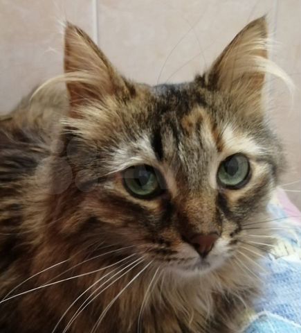 Кася и Малышка ищут дом