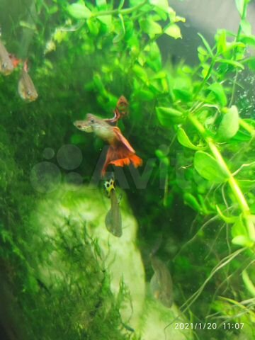 Набор начинающего аквариуамиста