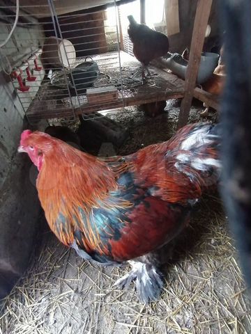 Курицы и петухи Брама