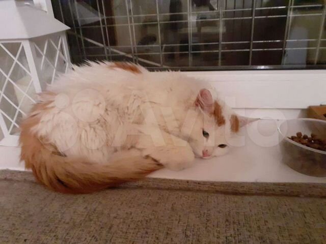 Молодой кот Персей