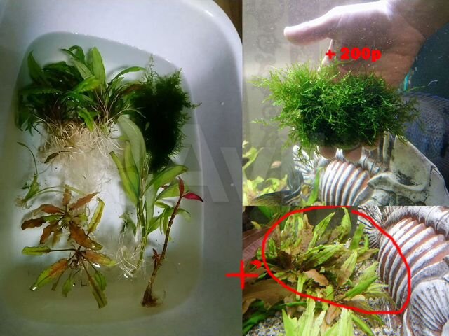 Прополка аквариумная + Рождественский мох