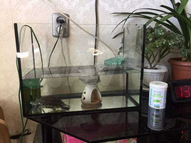 Черепаха с аквариумом