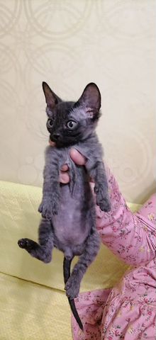 Донской сфинкс котята