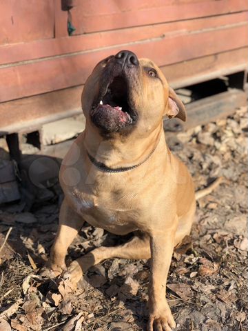 Вязка питбуля