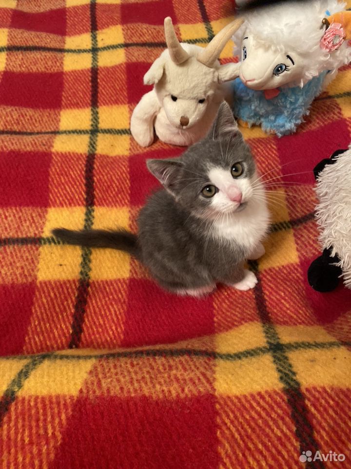 Отличный мальчик ищет любящую семью