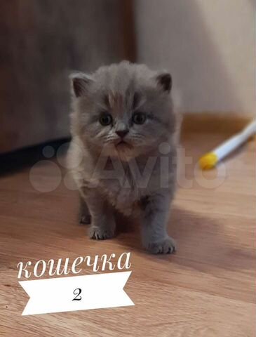 Британская